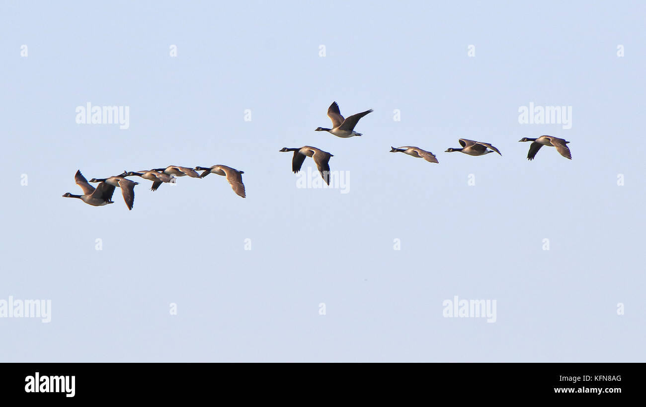 Canada geese flying in a line from the side Stock Photo - Alamy