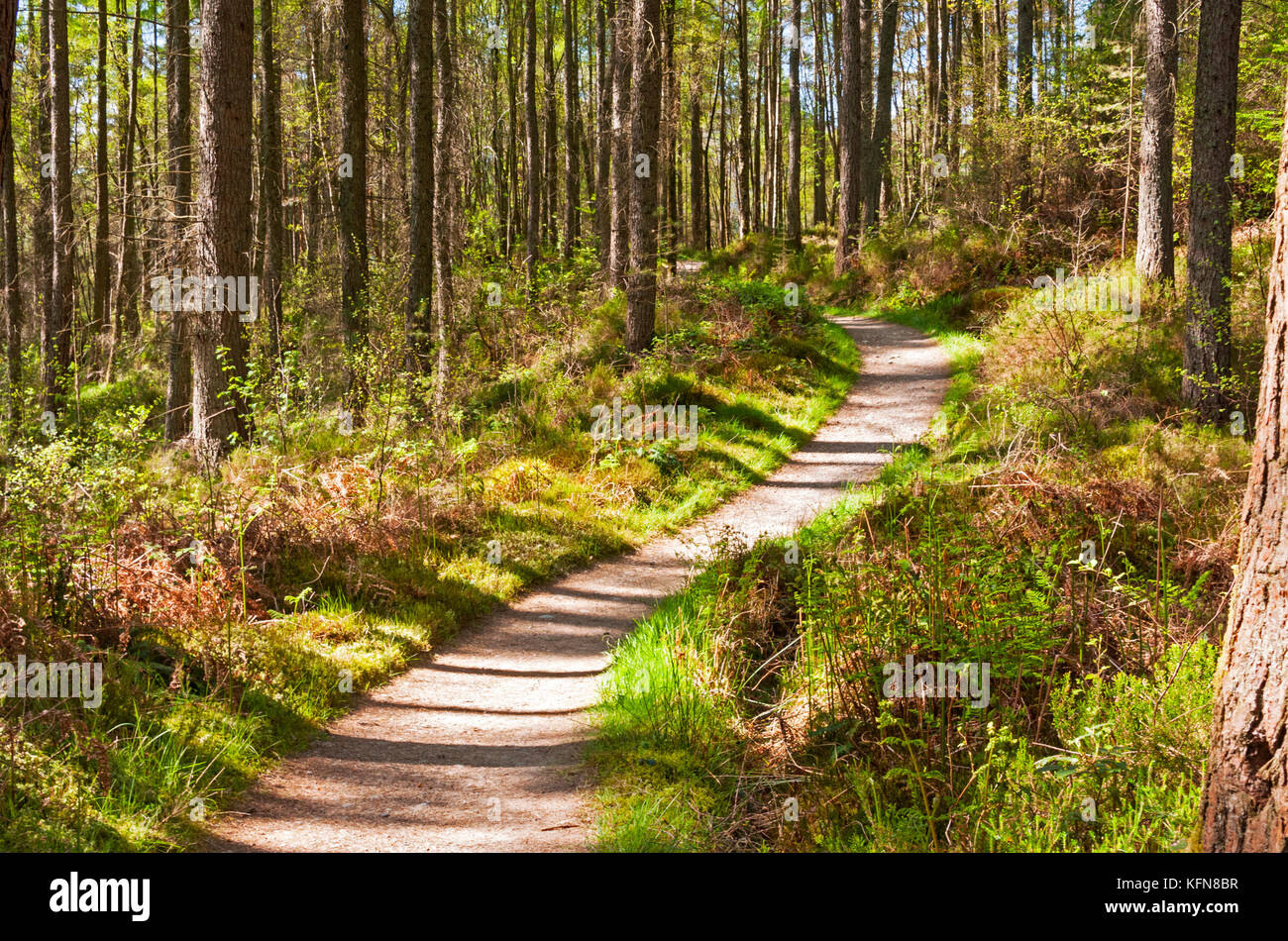 The path of the West HIghland Way leading through a forest, Scotland ...