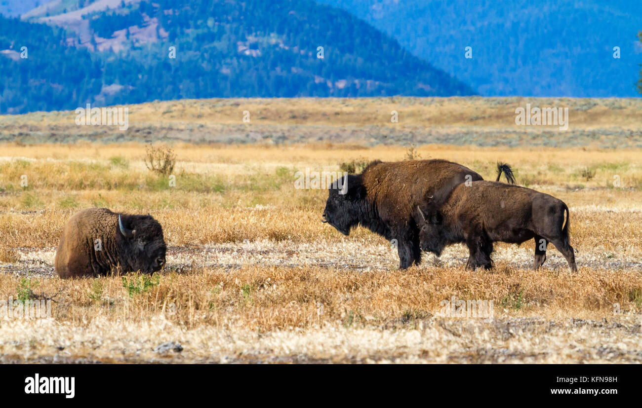 American bisons at Grand Teton national park Stock Photo - Alamy