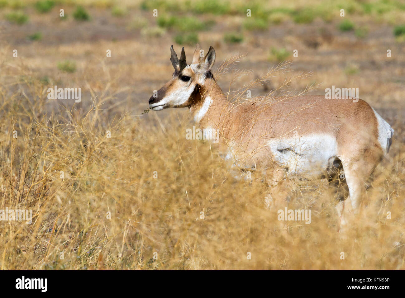 Pronghorn (Antilocapra americana) at grassland Stock Photo - Alamy