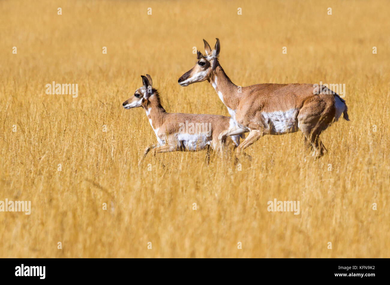 Baby pronghorns hi-res stock photography and images - Alamy