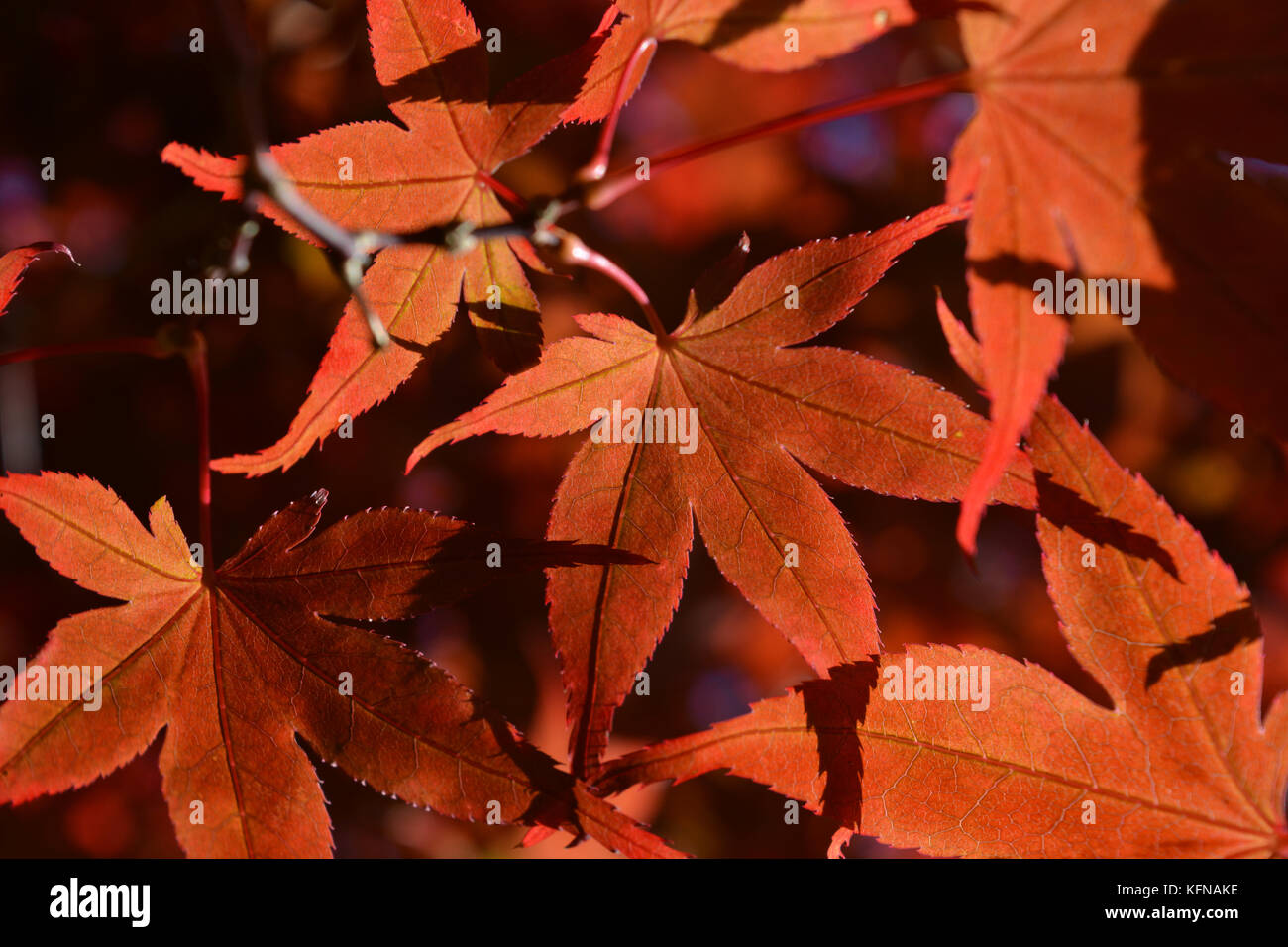 Selective colour photography hi-res stock photography and images - Alamy