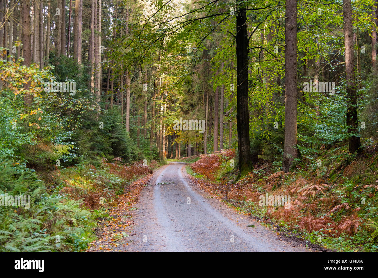 Forstweg hi-res stock photography and images - Alamy