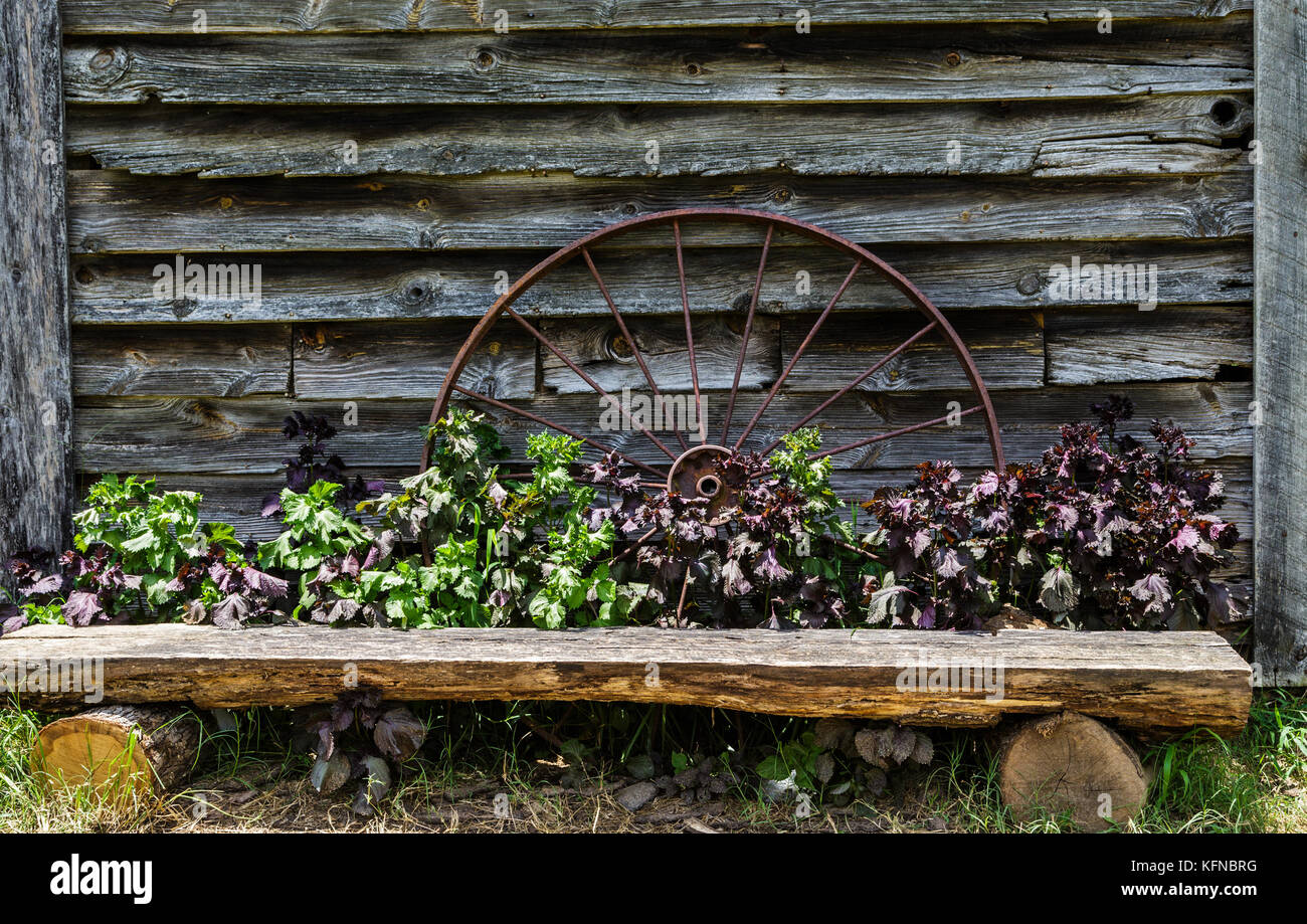 Plants with a rustic bench and an old rusty wheel by an wooden barn ...