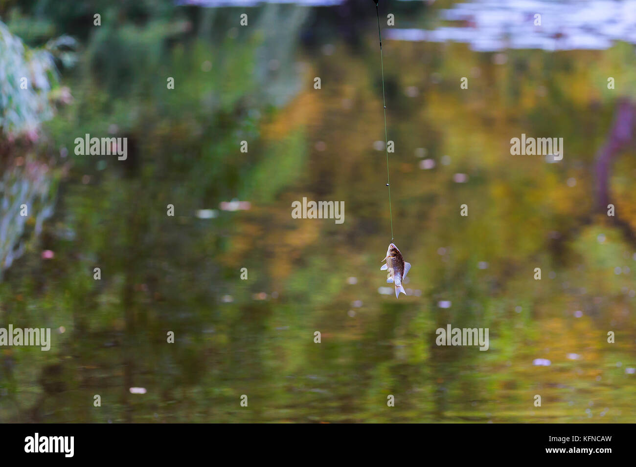fisherman catching fish on river Fisherman catches fish Stock Photo - Alamy