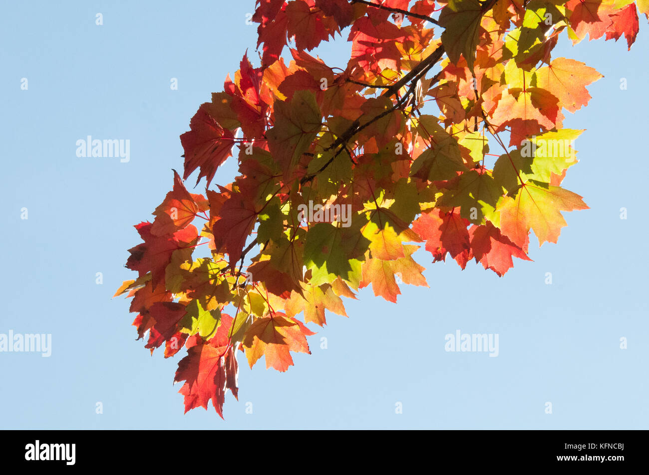 Translucent Leaves High Resolution Stock Photography and Images - Alamy