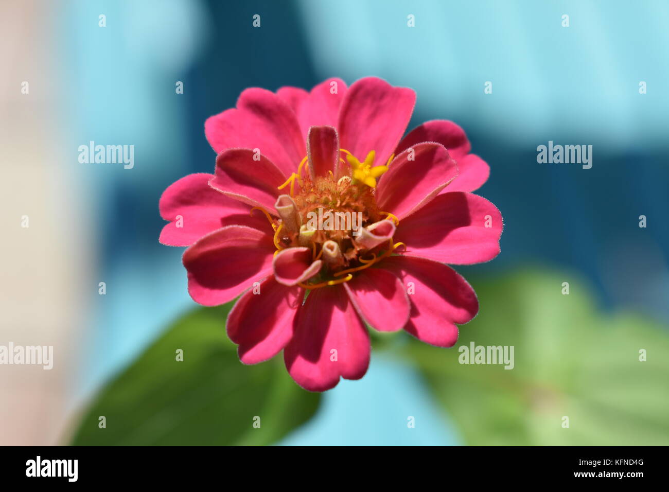 Pink zinnia flower Stock Photo - Alamy