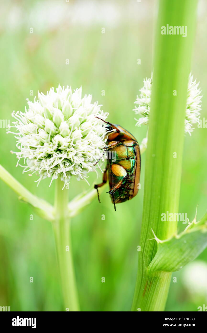 Insect pollinating flowers hi-res stock photography and images - Alamy