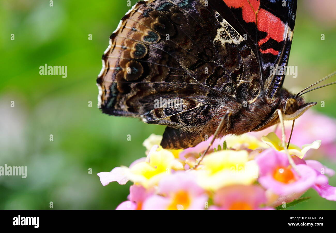 Butterfly pollinating flower Stock Photo - Alamy