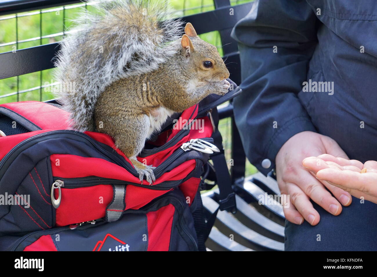 Man feeding a squirrel at Battery Park, New York City, NY, USA Stock ...