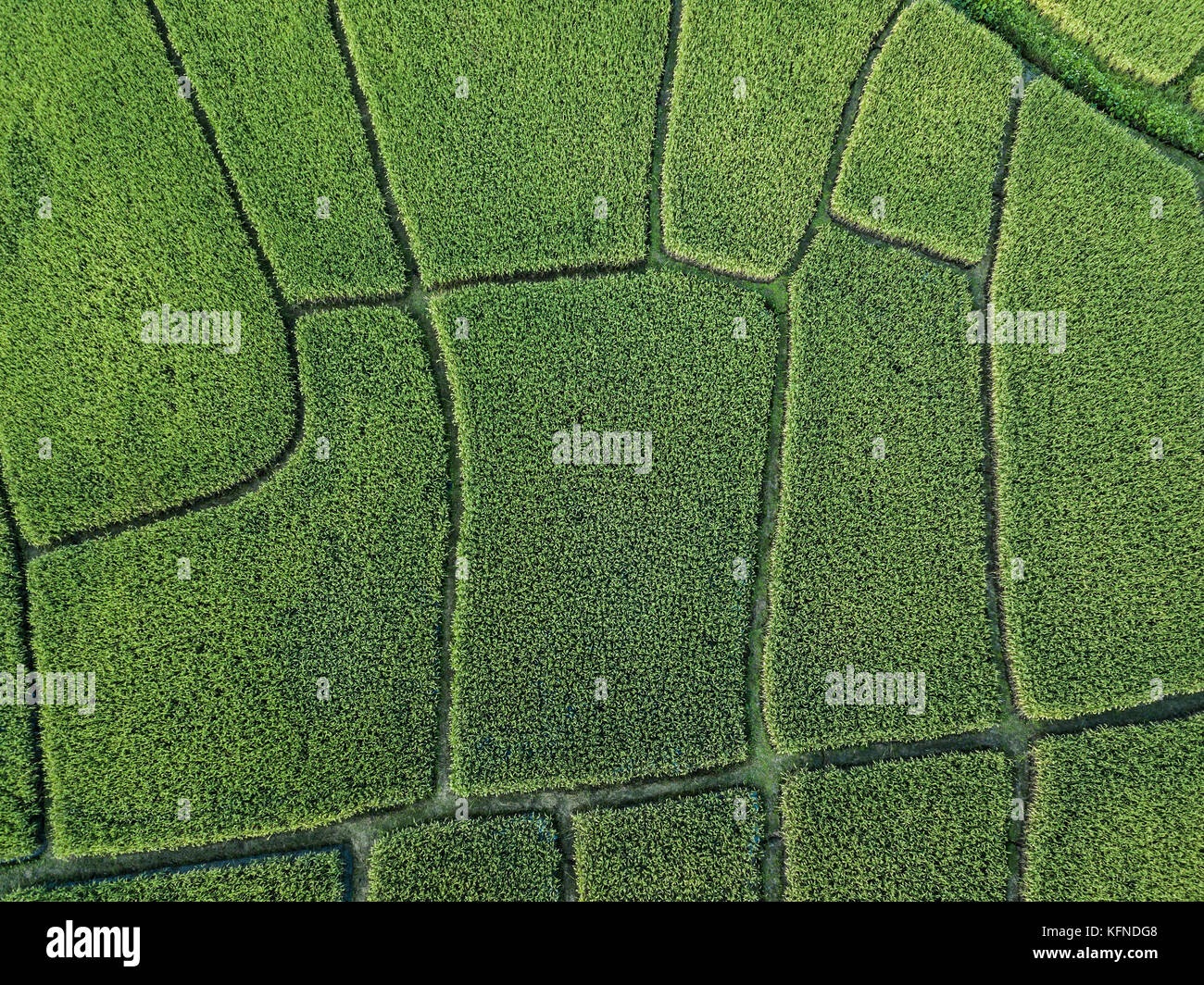 Drone photograph of rice field, bird's eye perspective Stock Photo - Alamy