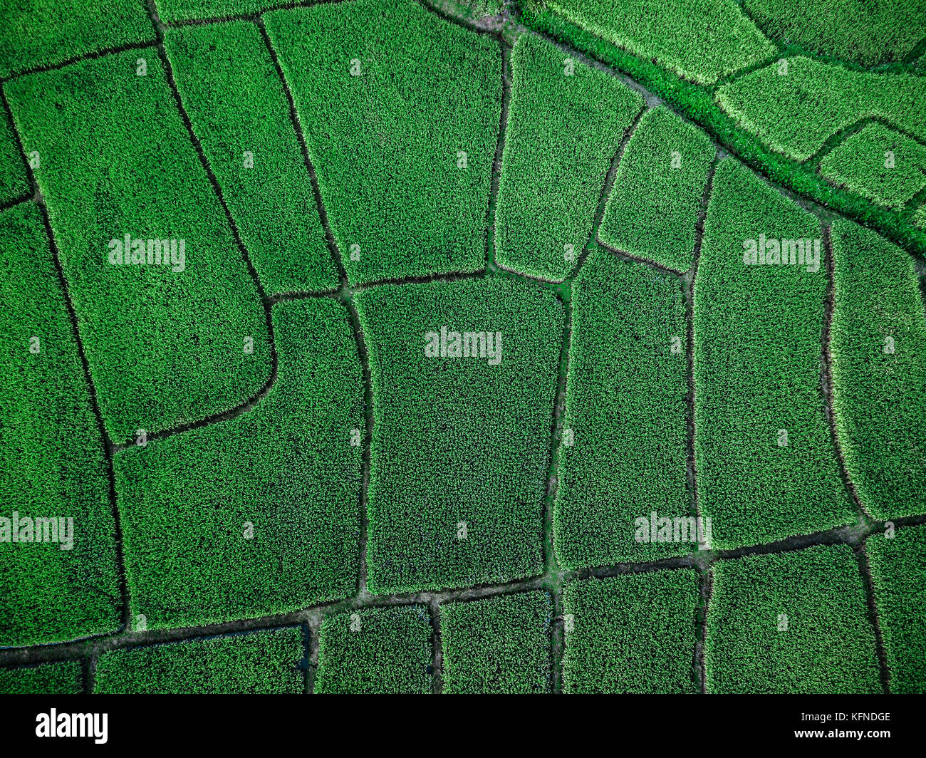Drone photograph of rice field, bird's eye perspective Stock Photo - Alamy
