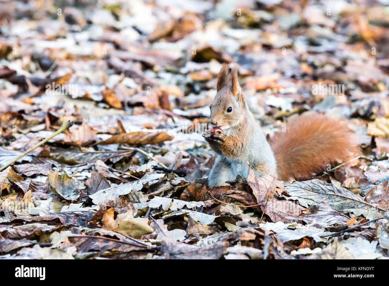 Squirrel in autumn foliage hi-res stock photography and images - Alamy