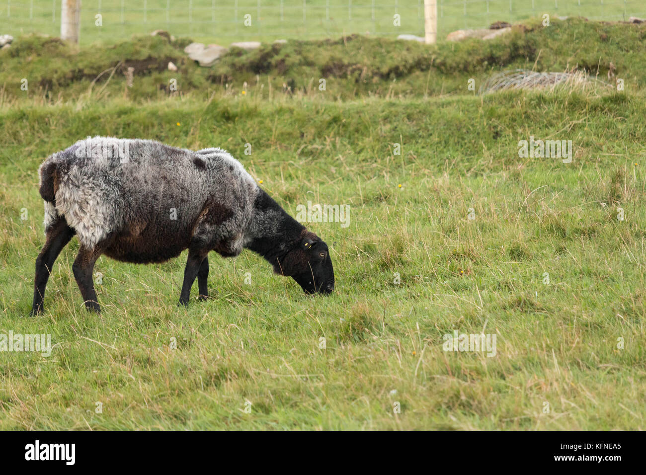 Sheep grazing in Co. Donegal, Ireland Stock Photo - Alamy