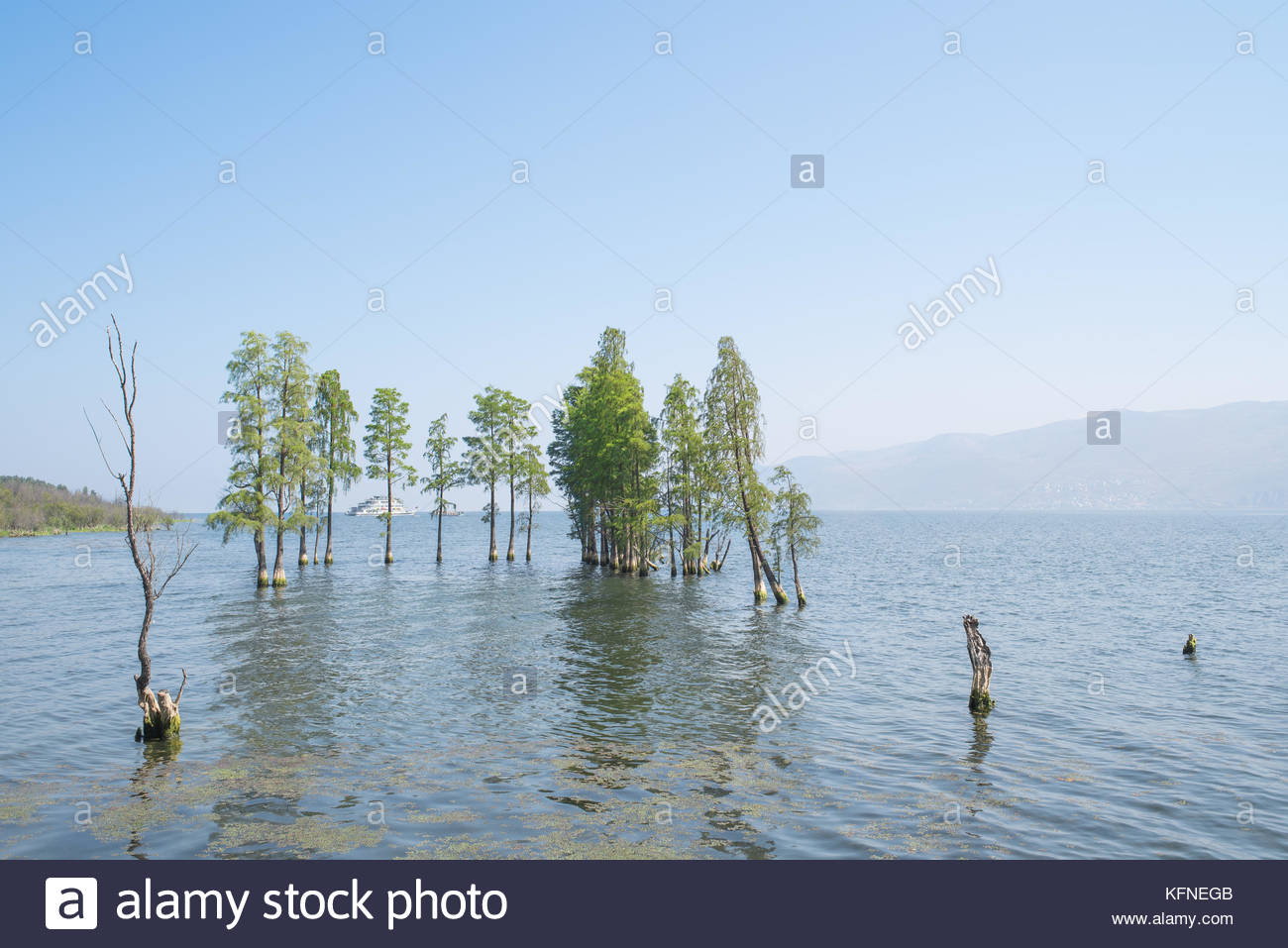 Aquatic Plants Asia Stock Photos & Aquatic Plants Asia Stock Images - Alamy