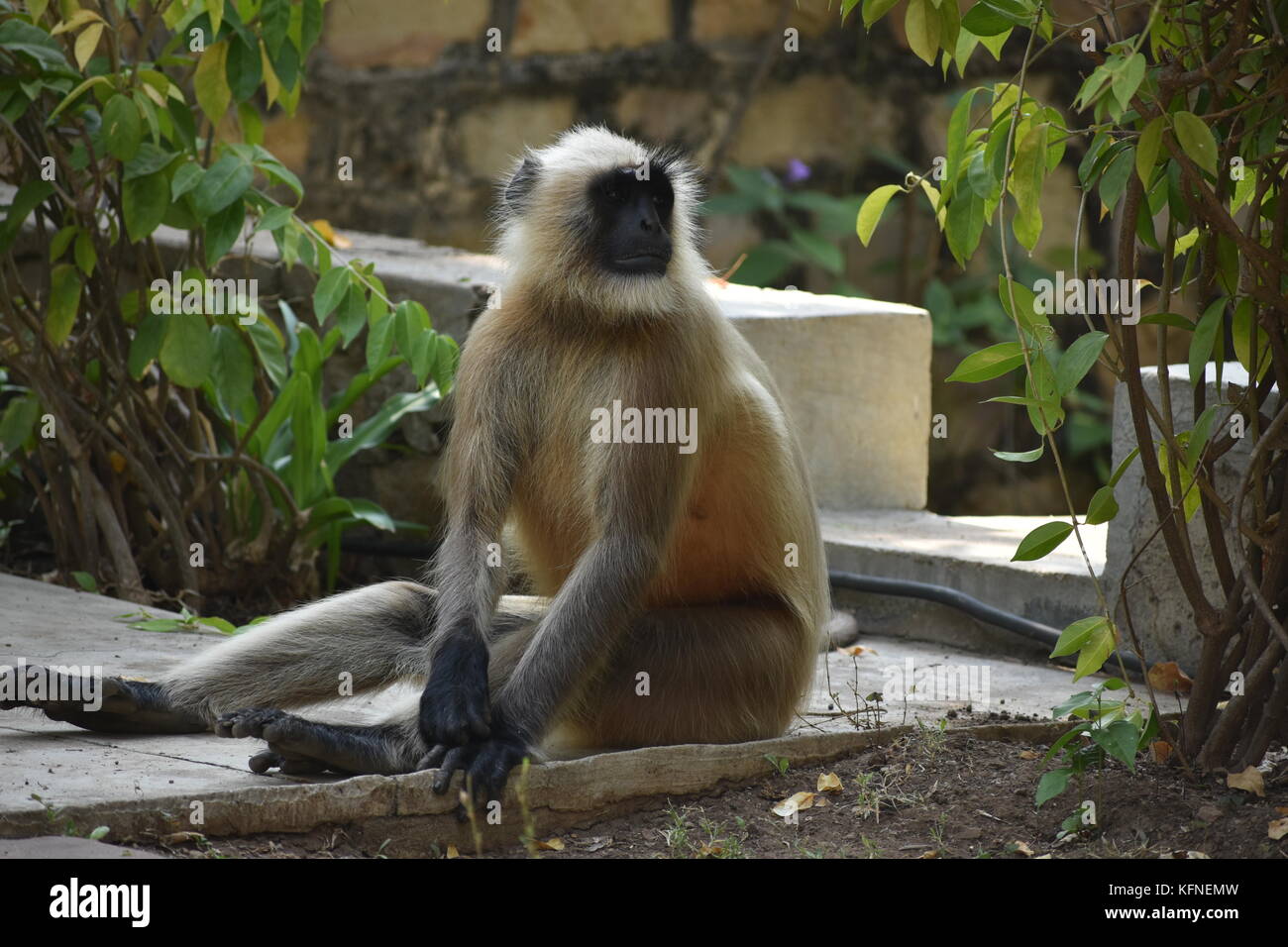 Black faced indian monkey hi-res stock photography and images - Alamy