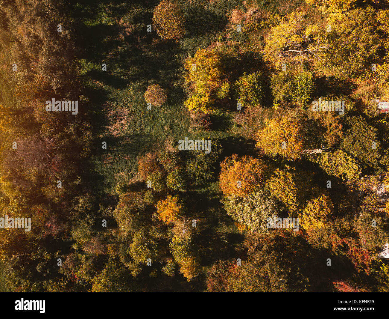 Aerial view of autumn park trees. Top view of deciduous woodland from drone pov Stock Photo - Alamy