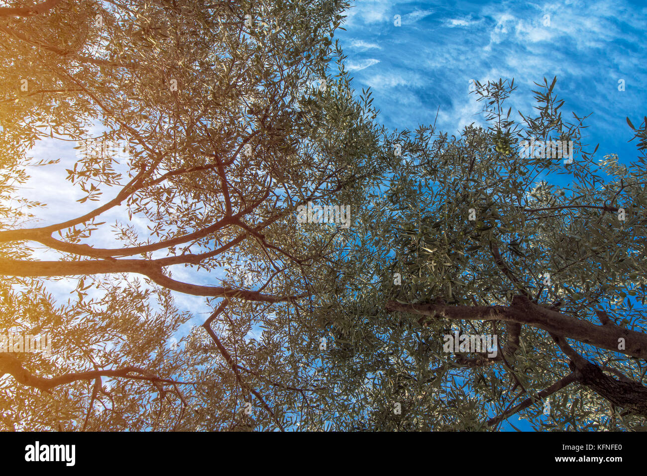 Tree low angle hi-res stock photography and images - Alamy