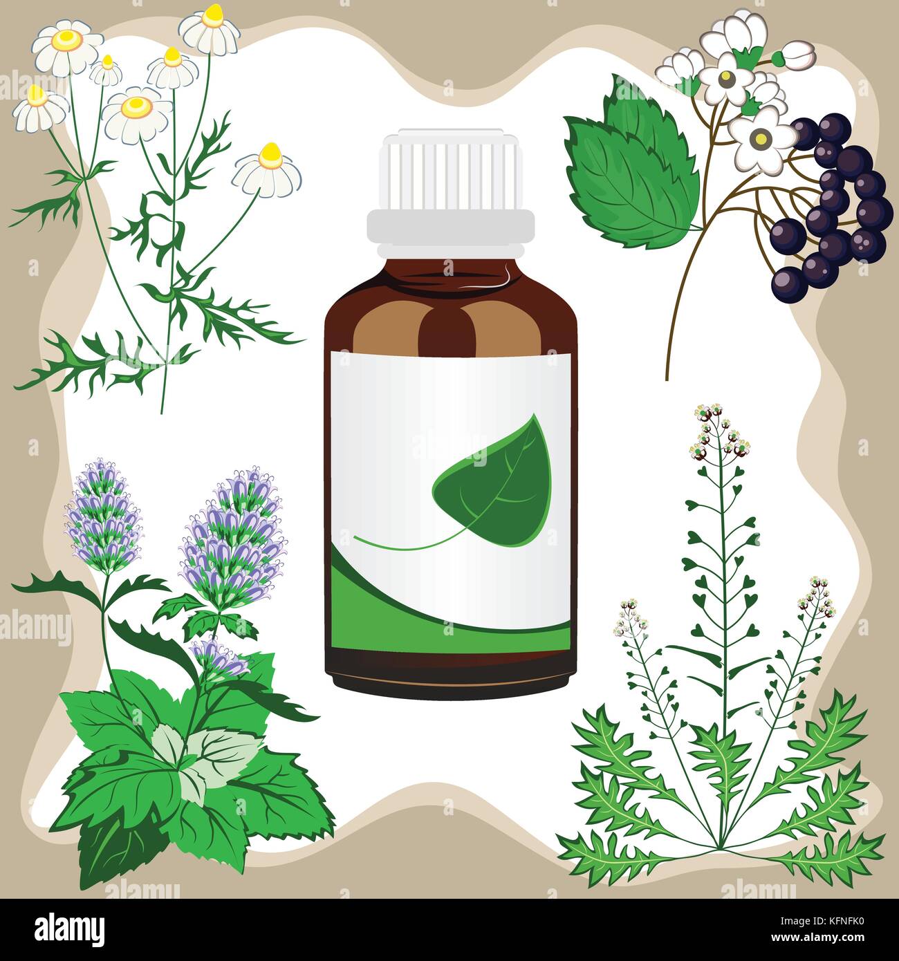 Set medicinal herbs with bottle, vector illustration Stock Vector Image ...