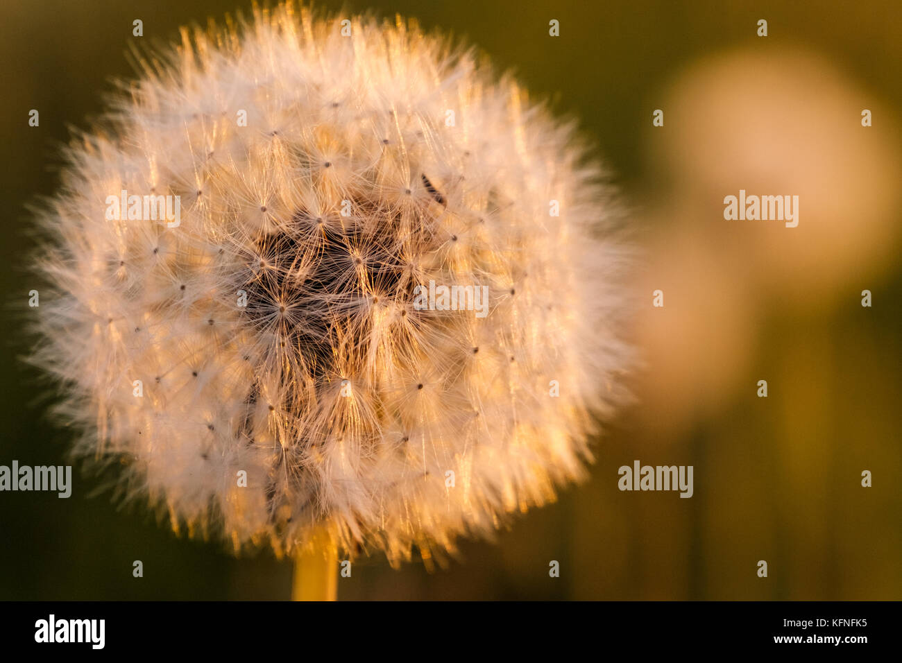 Unkraut pusteblume hi-res stock photography and images - Alamy