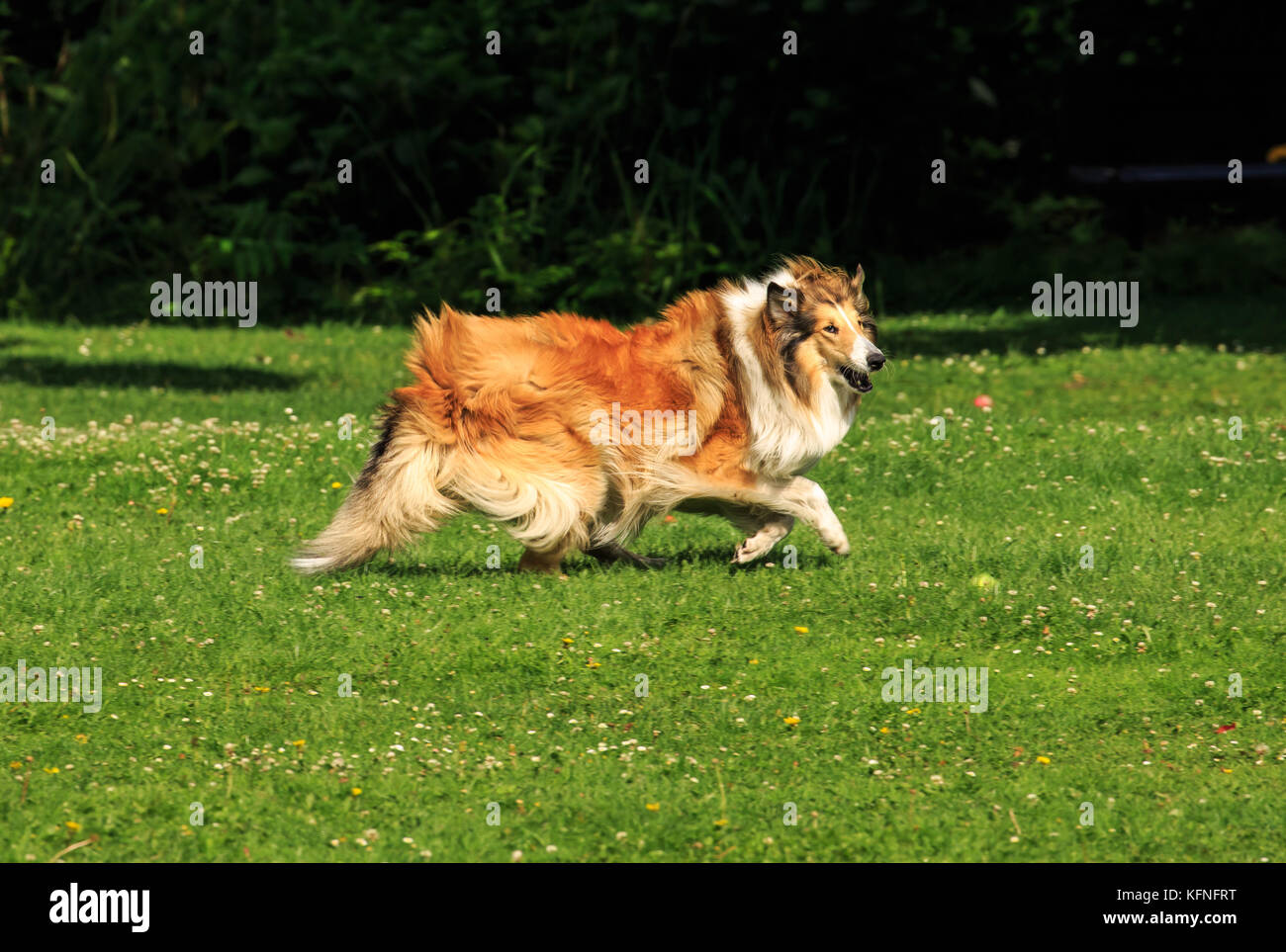 A Rough Collie playing in the park Stock Photo - Alamy