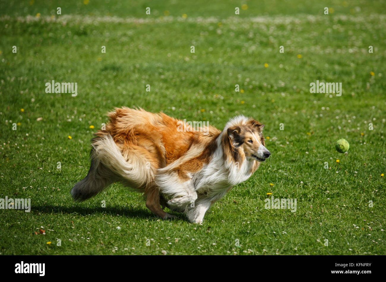 A Rough Collie playing in the park Stock Photo - Alamy