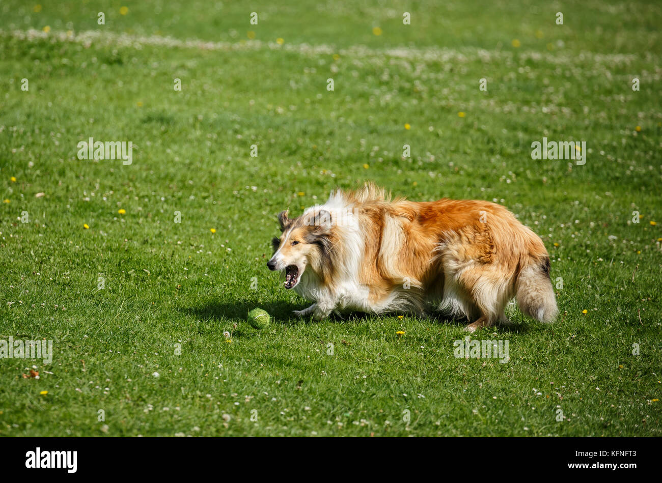 A Rough Collie playing in the park Stock Photo - Alamy