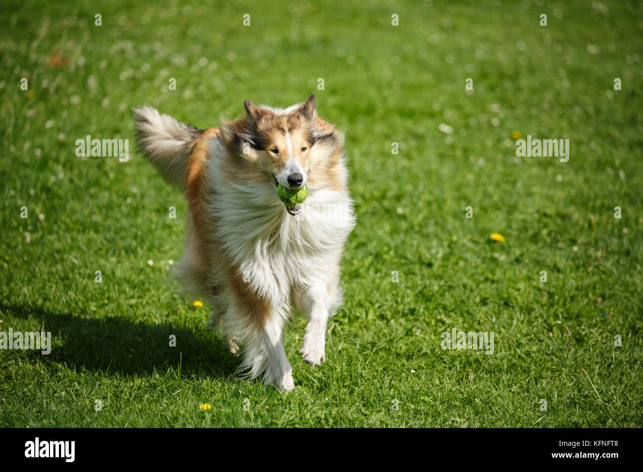 Beautiful rough collie hi-res stock photography and images - Alamy