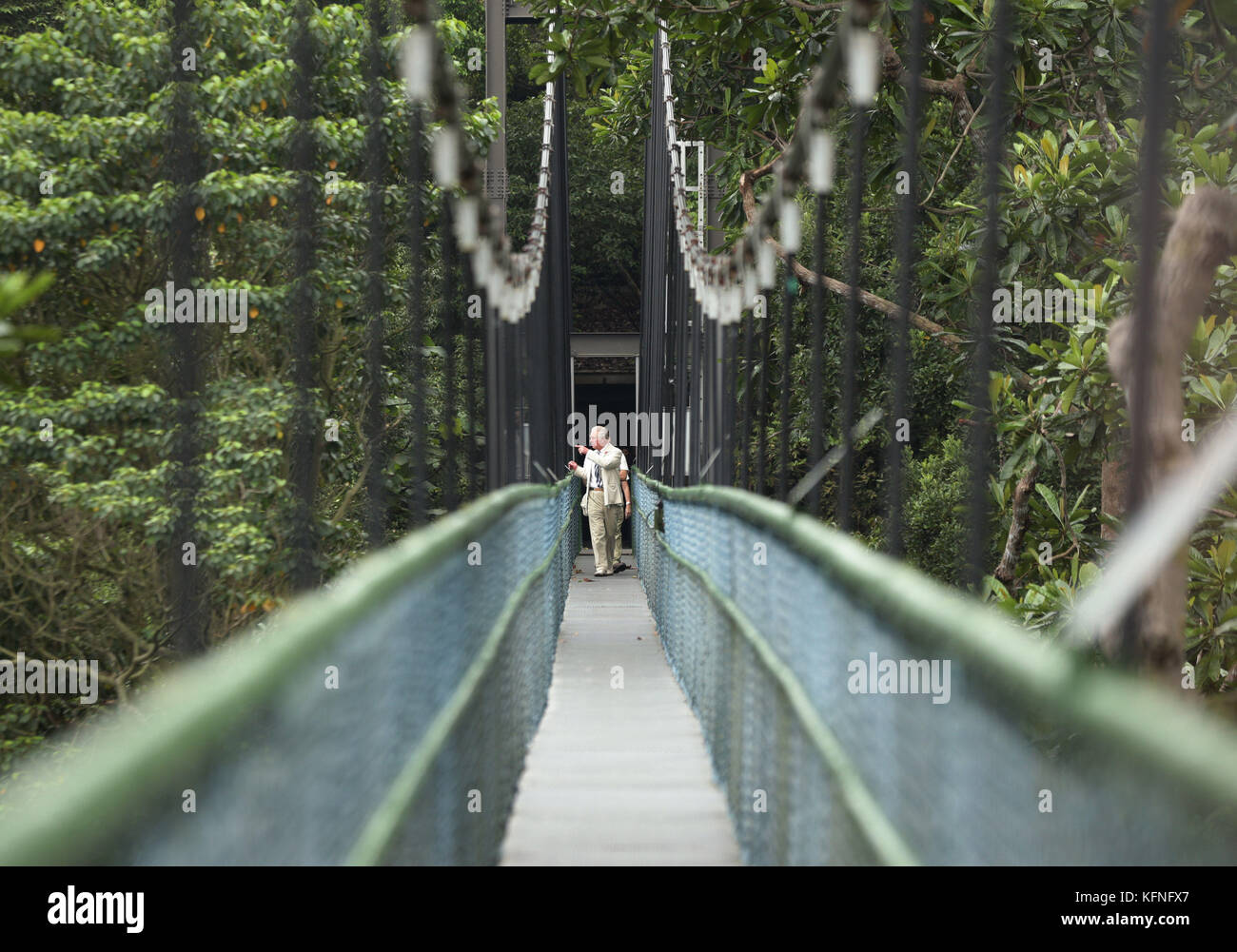 The Prince of Wales undertakes a 'tree top walk' via a suspension ...