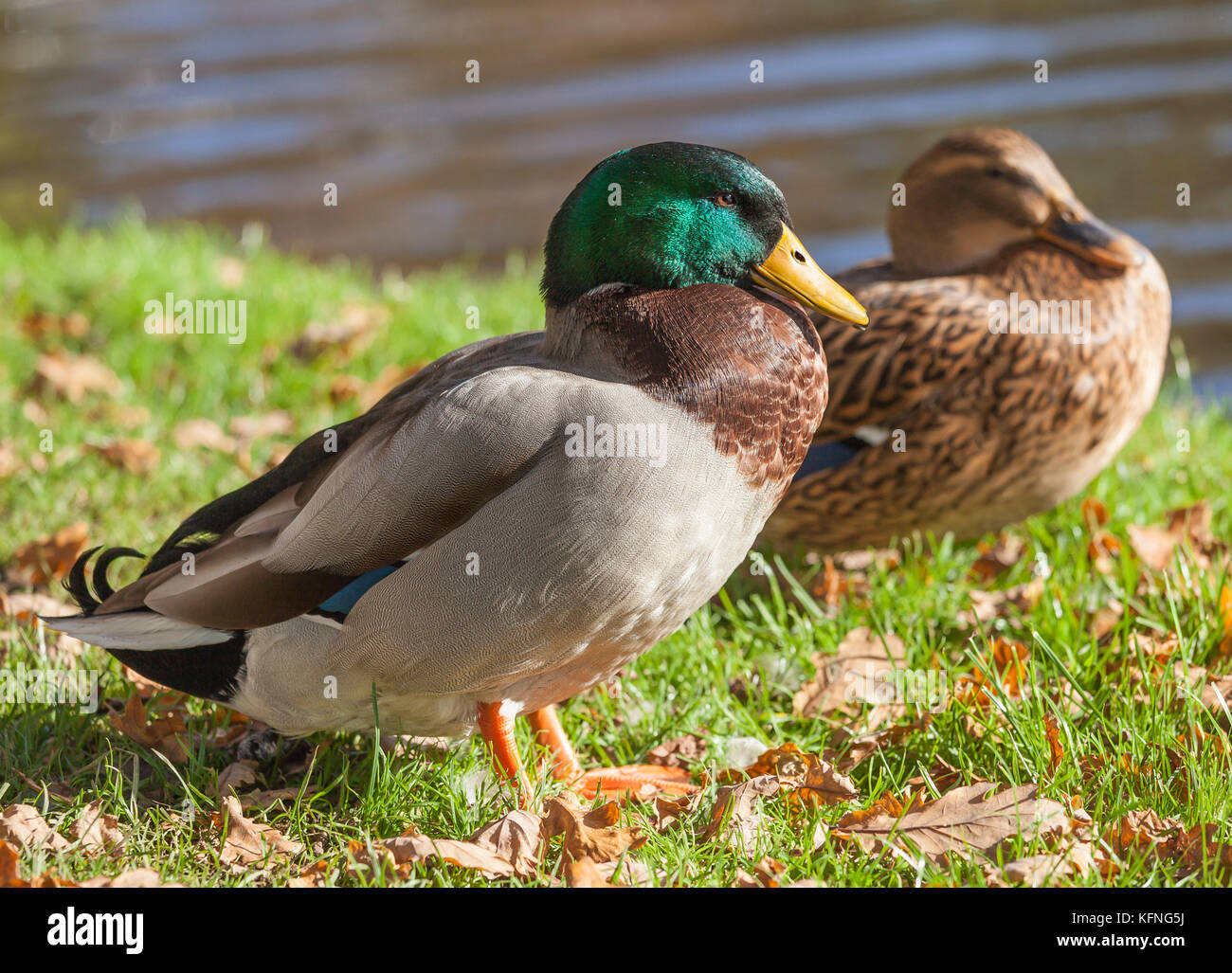 English mallard hi-res stock photography and images - Alamy
