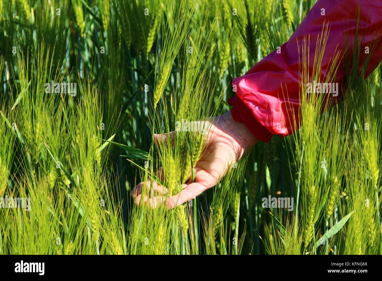 Agriculture / Harvest / Spikes in the field Stock Photo - Alamy