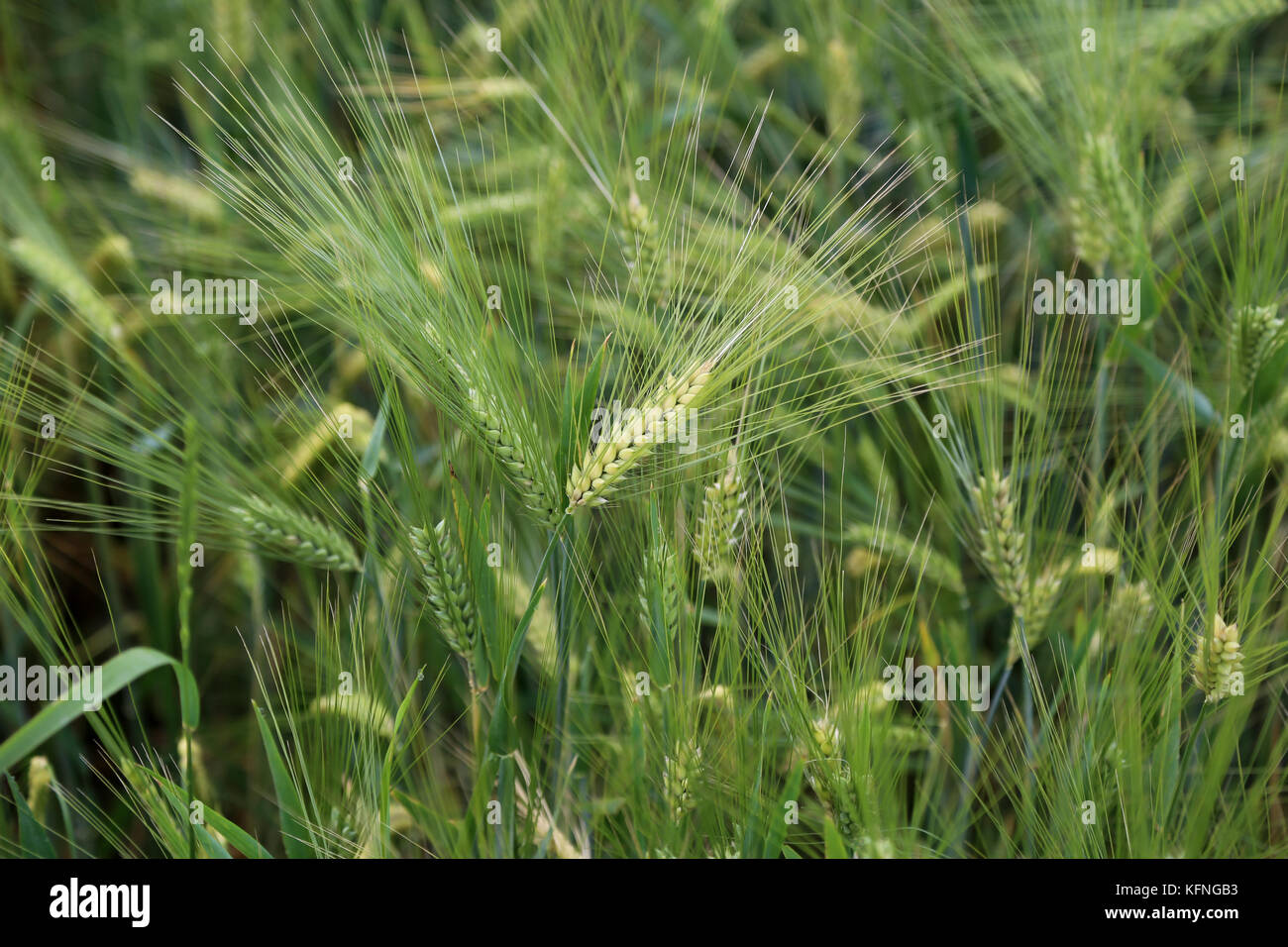 Agriculture / Harvest / Spikes in the field Stock Photo - Alamy