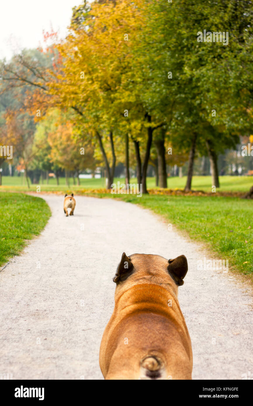 Dog longingly looking at the another dog leaving in the distance Stock ...