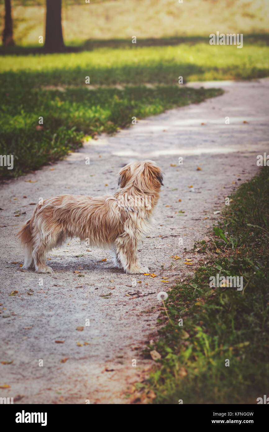 Animal pathway hi-res stock photography and images - Alamy