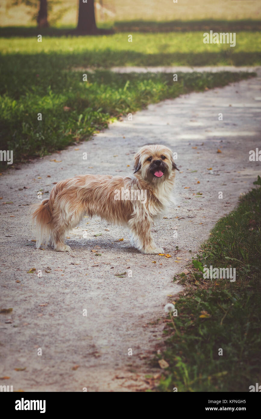 Animal pathway hi-res stock photography and images - Alamy