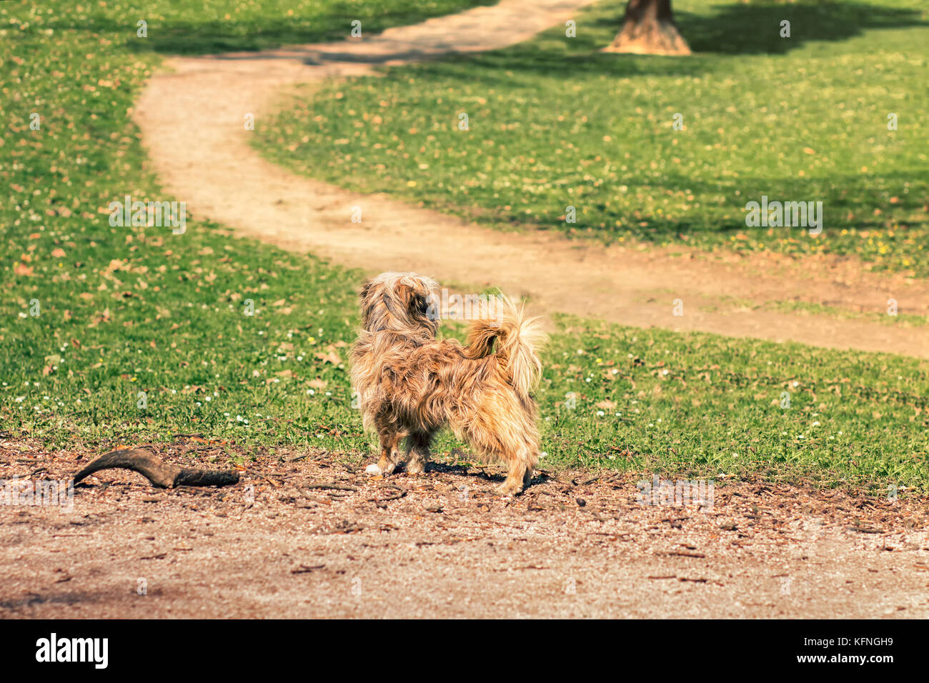 Small dog standing in a park, looking at the path in the distance Stock ...