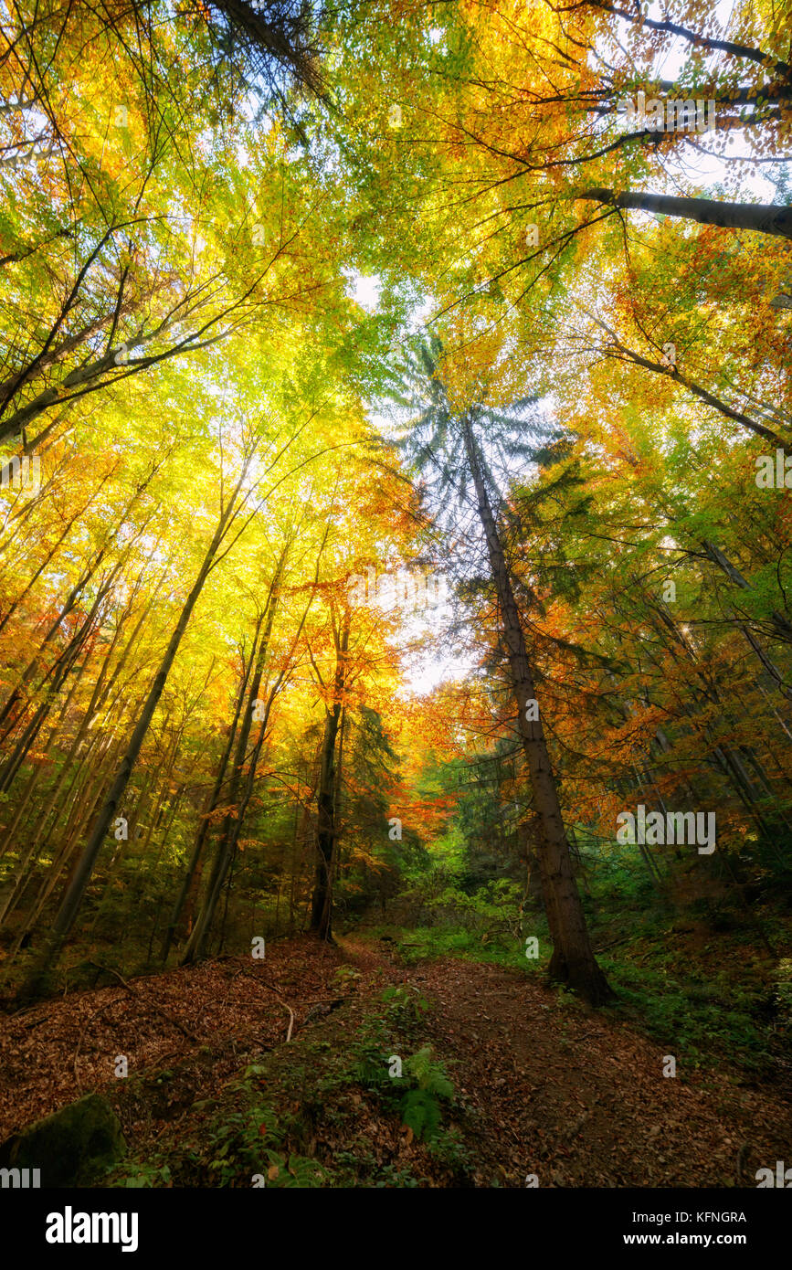 Beautiful mixed autumn forest hi-res stock photography and images - Alamy