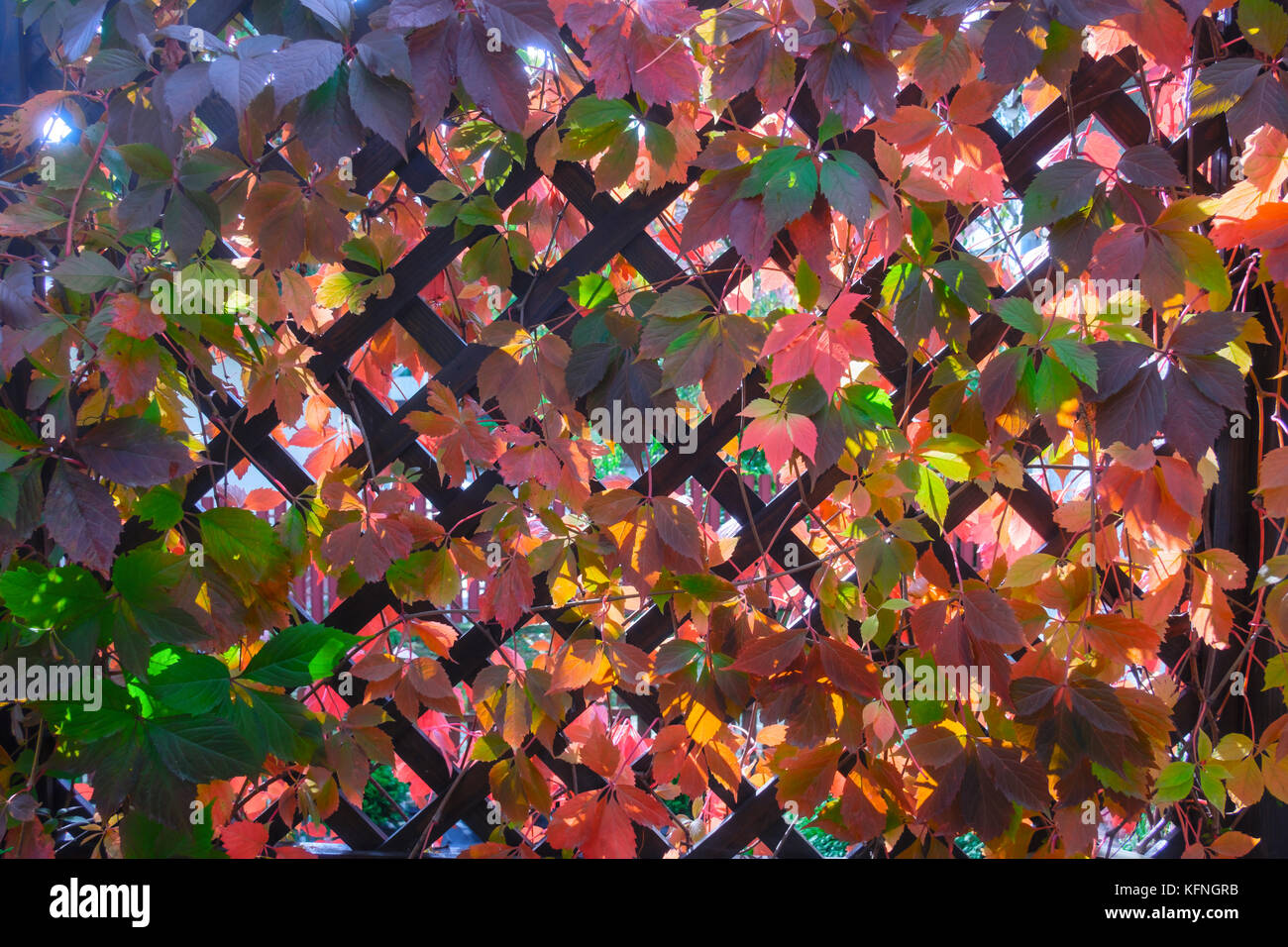 Vine terrace hi-res stock photography and images - Alamy