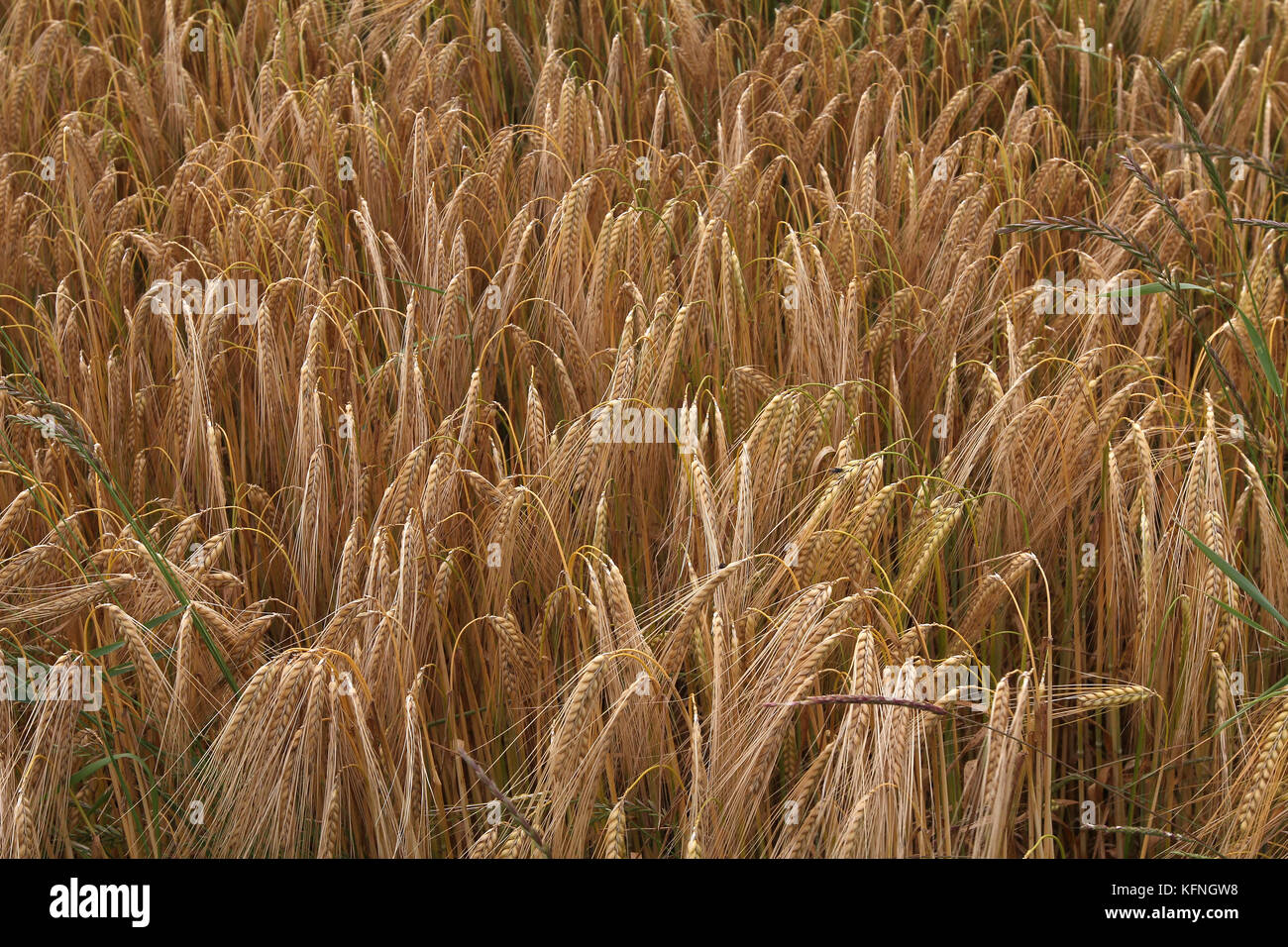 Agriculture / Harvest / Spikes in the field Stock Photo - Alamy