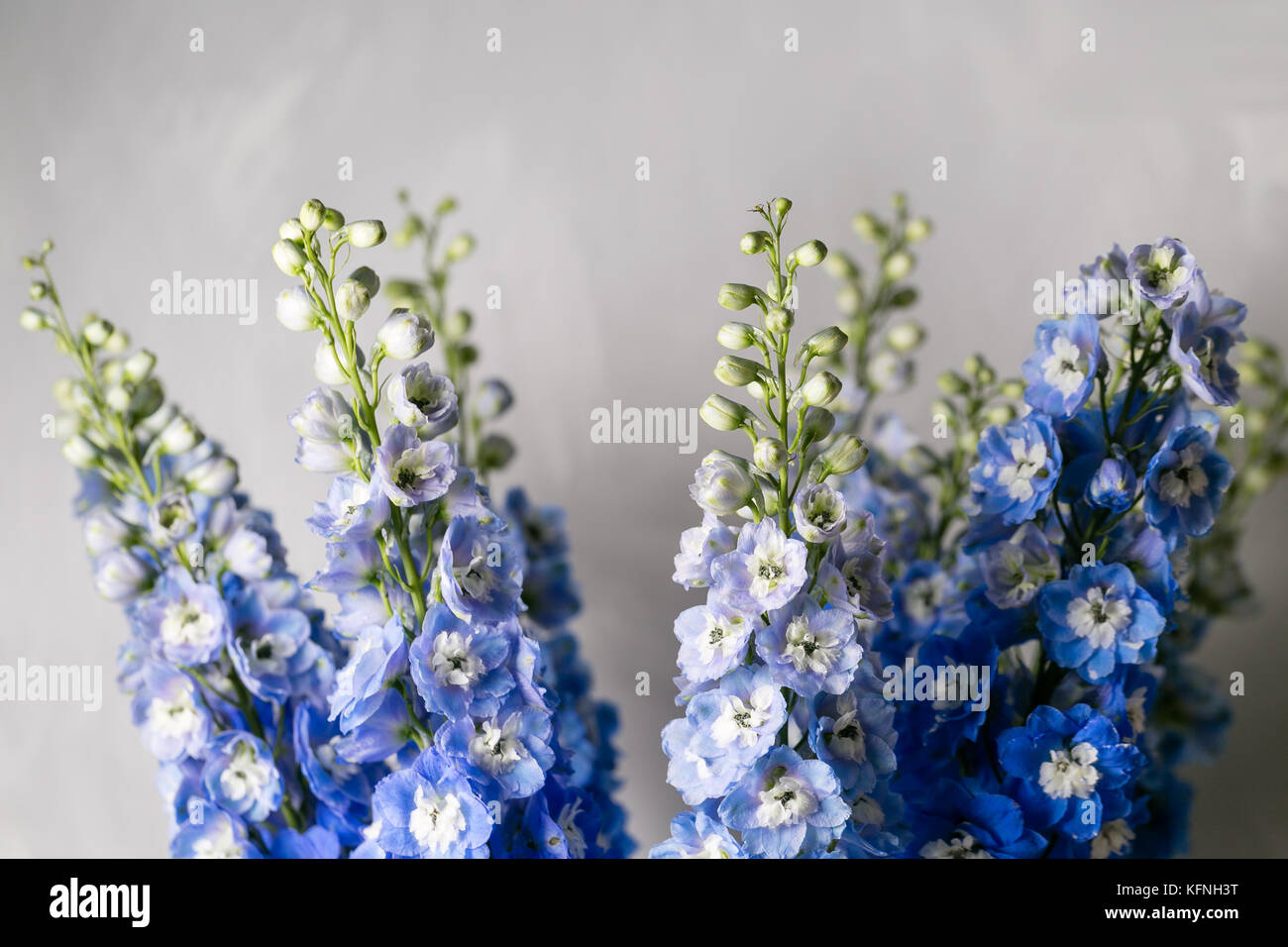 Blue delphinium flower with green leaves on light gray background Stock ...