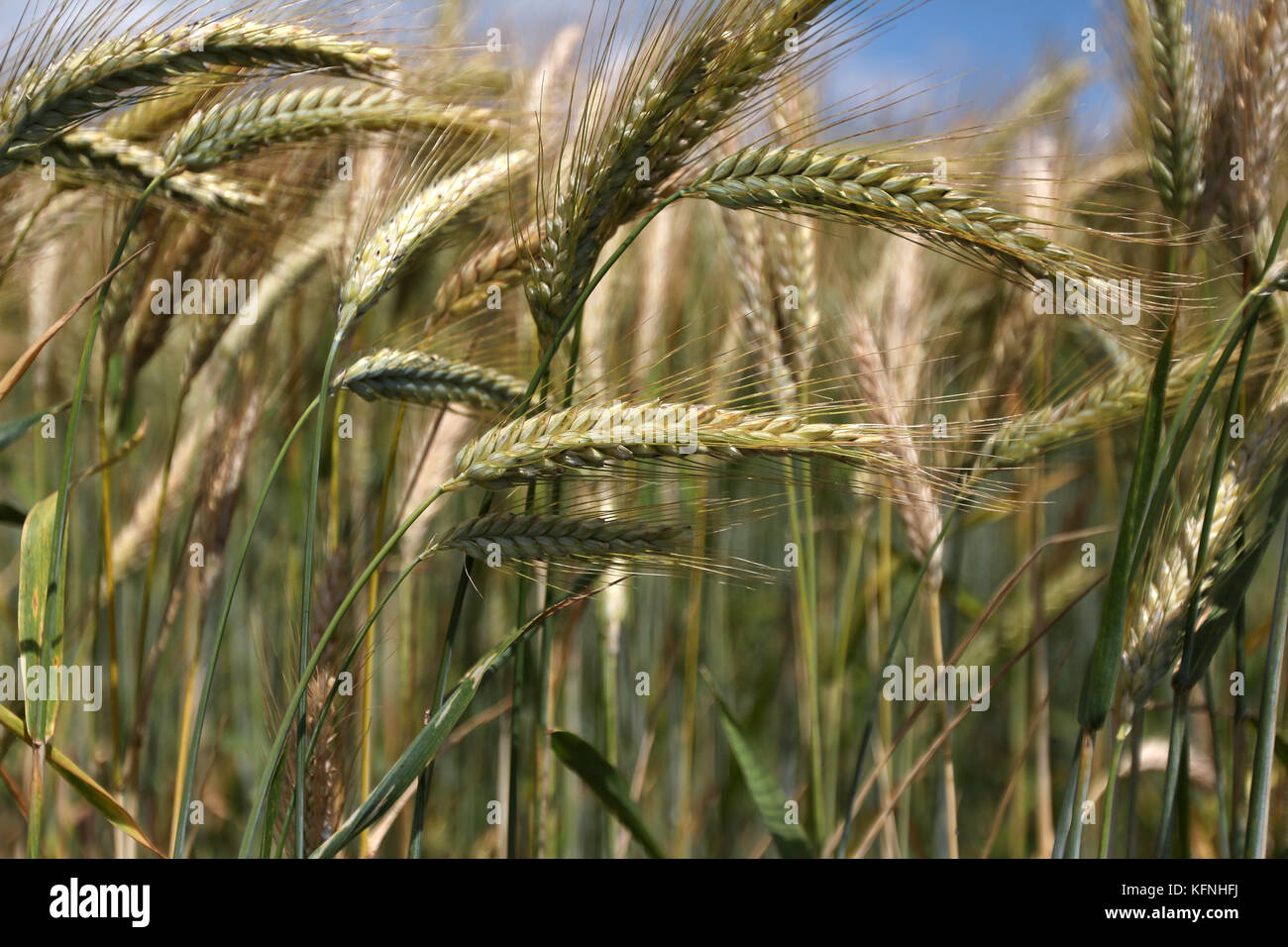 Agriculture / Harvest / Spikes in the field Stock Photo - Alamy