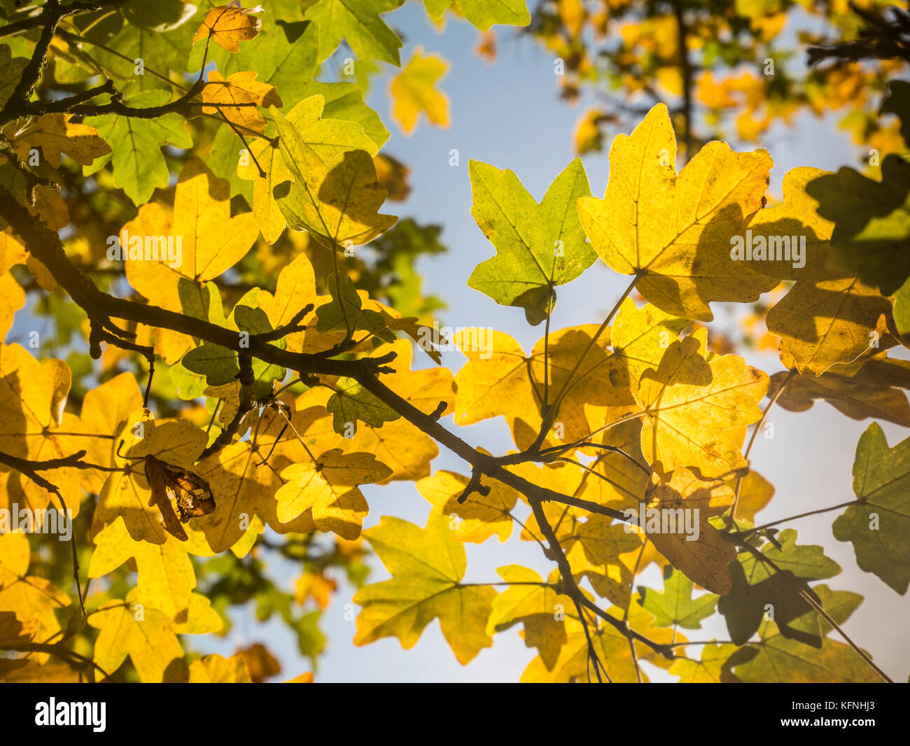 Sunshine and blue sky with tree hi-res stock photography and images - Alamy