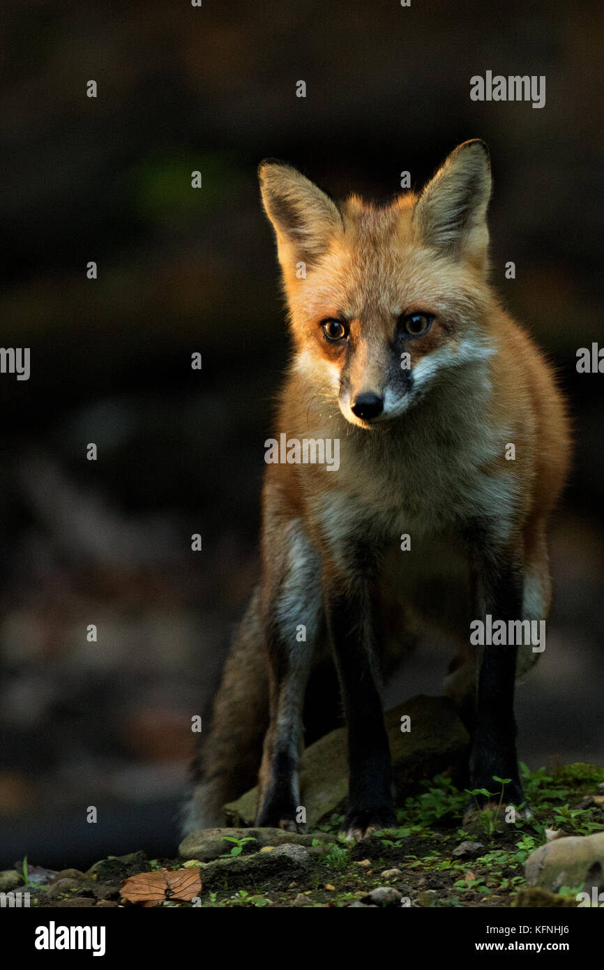 Fox Face Lit Stock Photo - Alamy