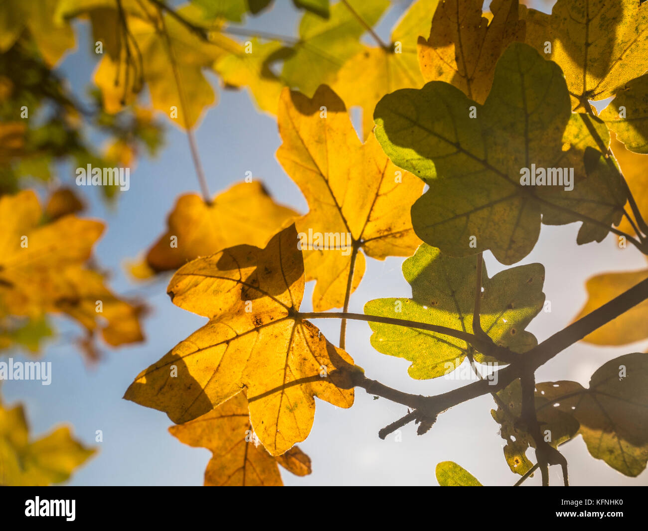 Sunshine through Autumn leaves Stock Photo - Alamy