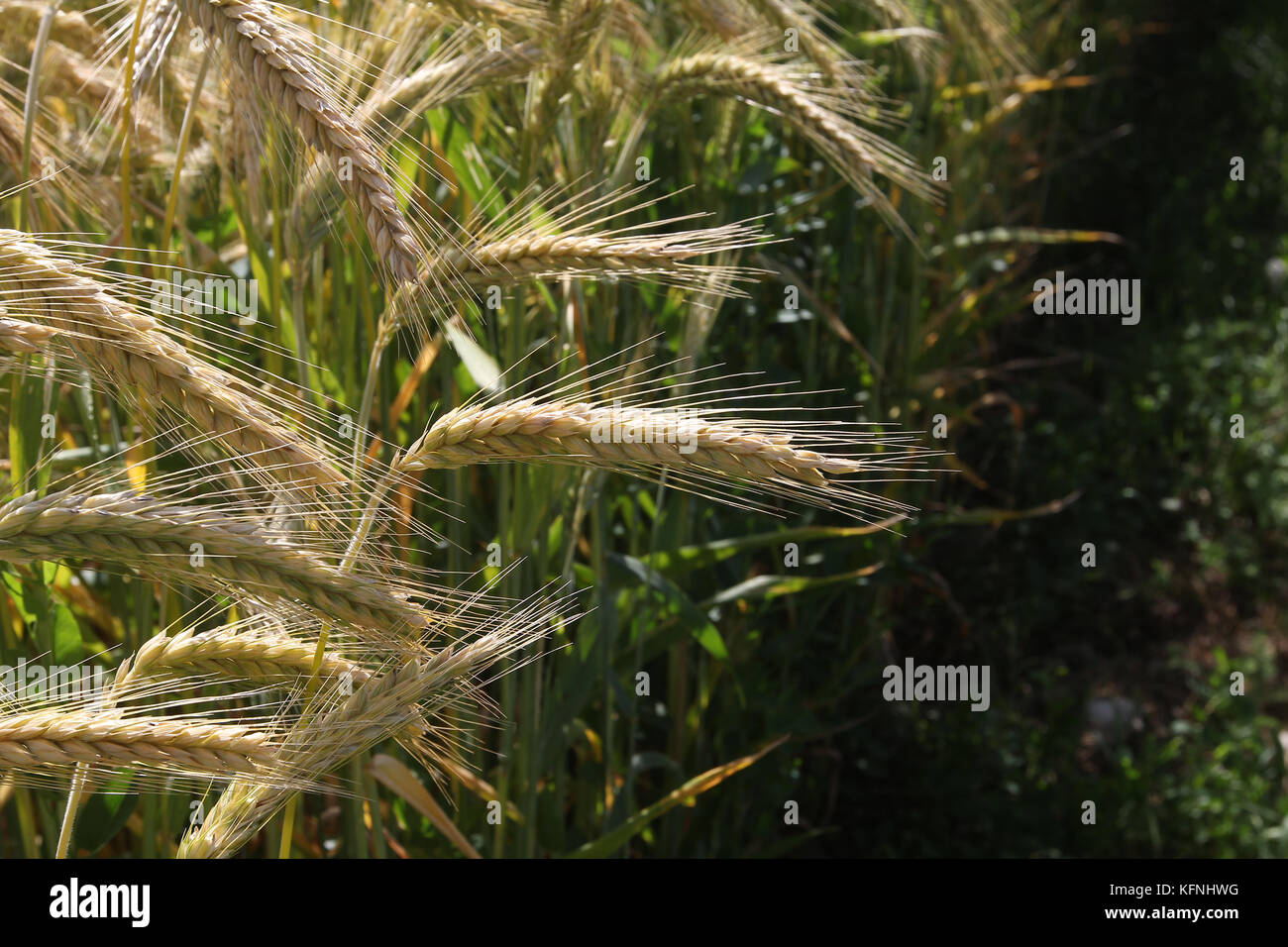 Agriculture / Harvest / Spikes in the field Stock Photo - Alamy