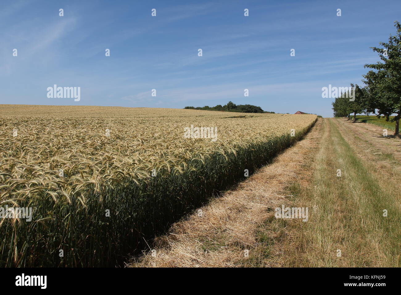 Agriculture / Harvest / Spikes in the field Stock Photo - Alamy