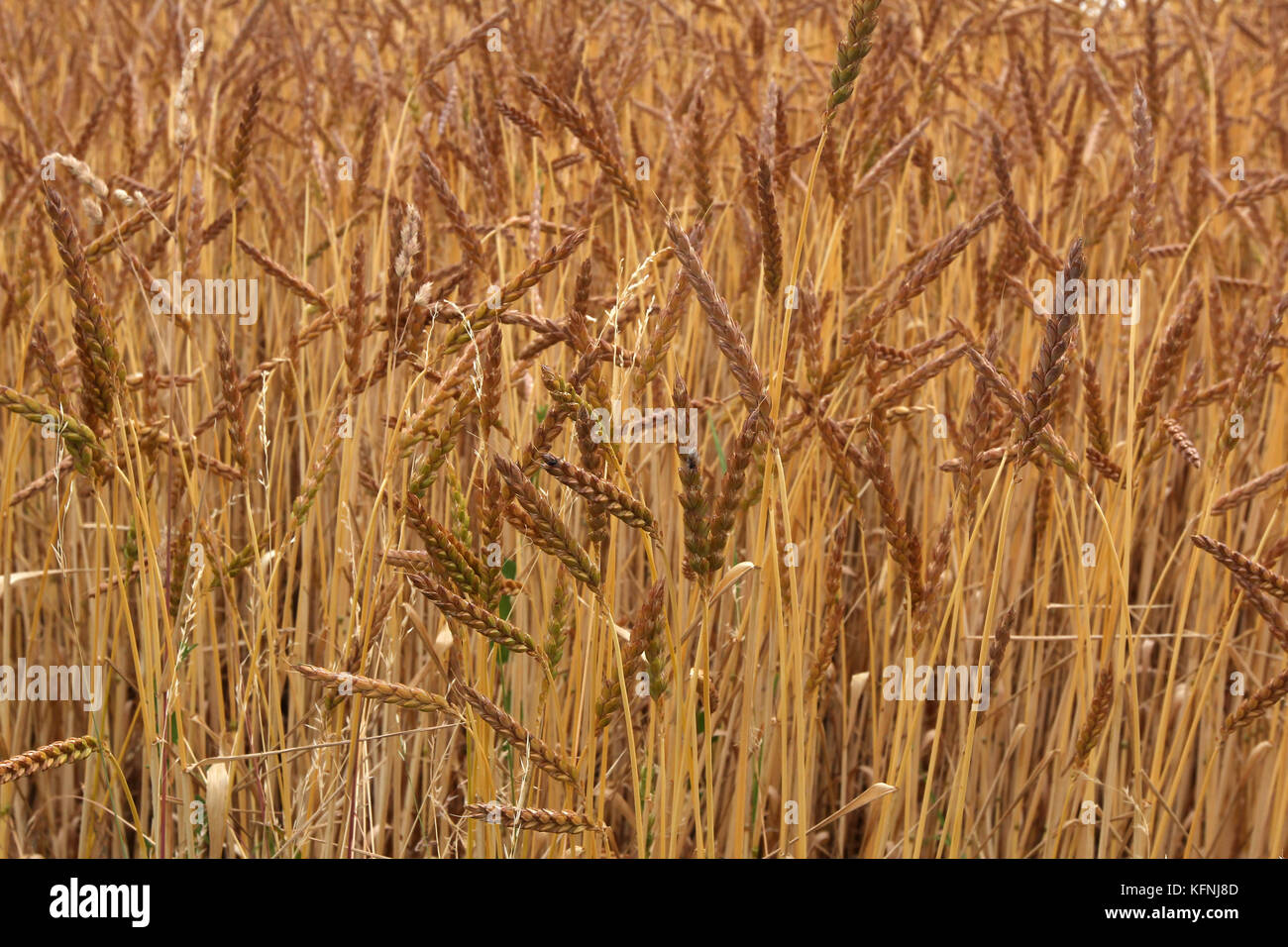 Agriculture / Harvest / Spikes in the field Stock Photo - Alamy