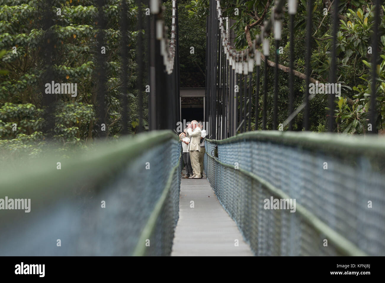 The Prince of Wales undertakes a 'tree top walk' via a suspension ...