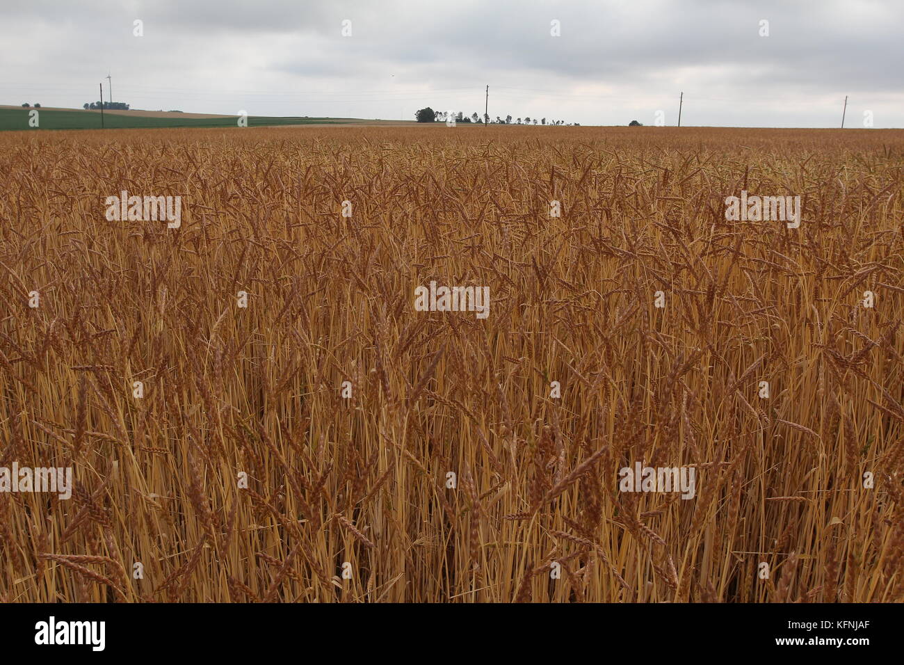 Agriculture / Harvest / Spikes in the field Stock Photo - Alamy