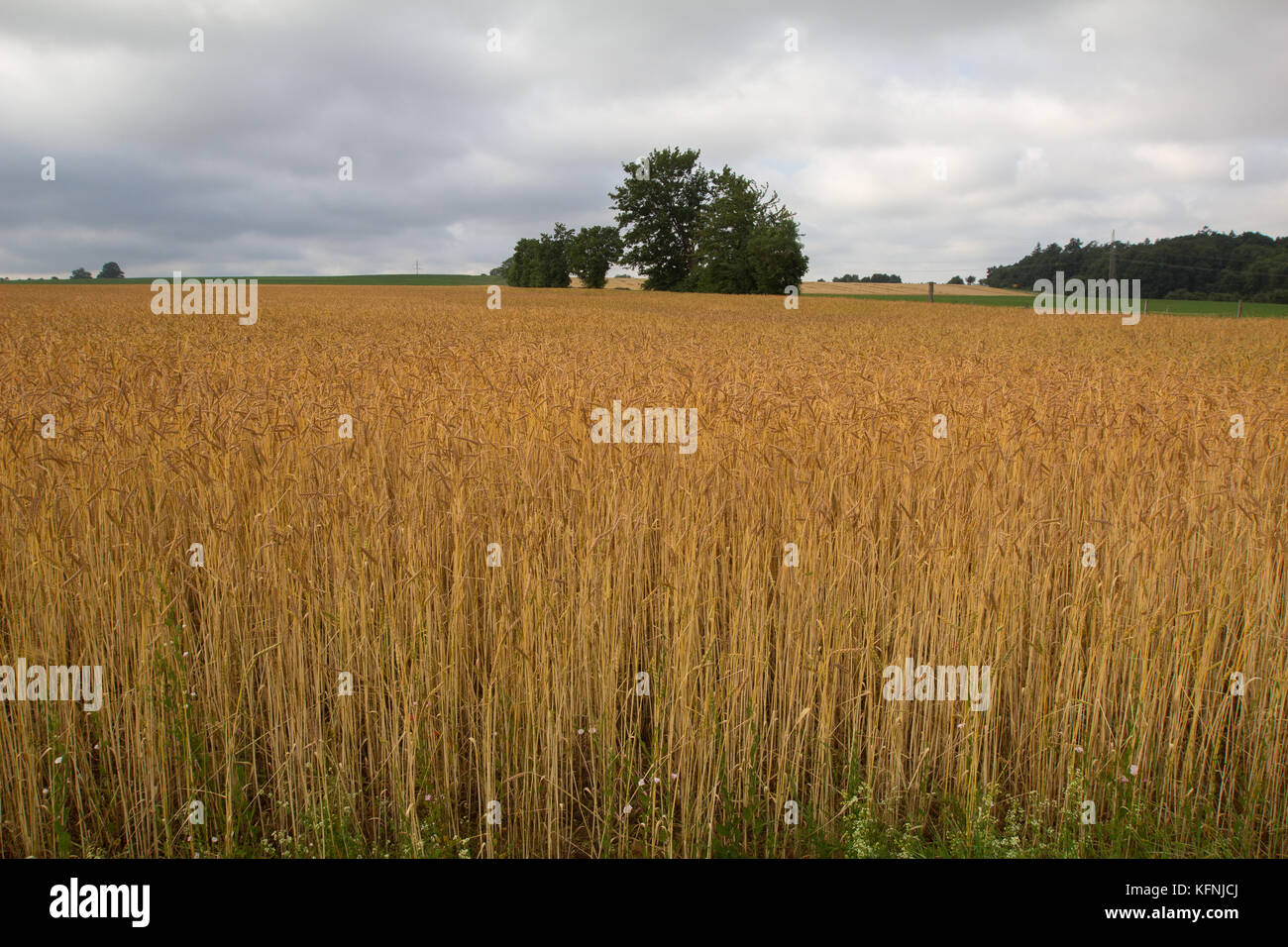 Agriculture / Harvest / Spikes in the field Stock Photo - Alamy